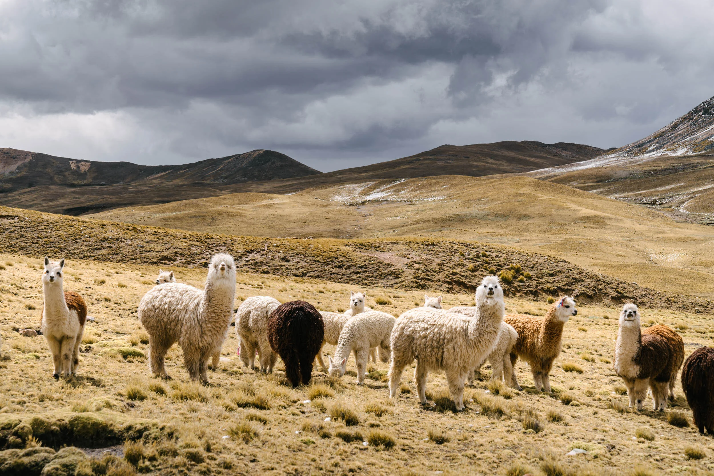 An Unexpected Glimpse Into Peruvian Culture — RYAN WILSON