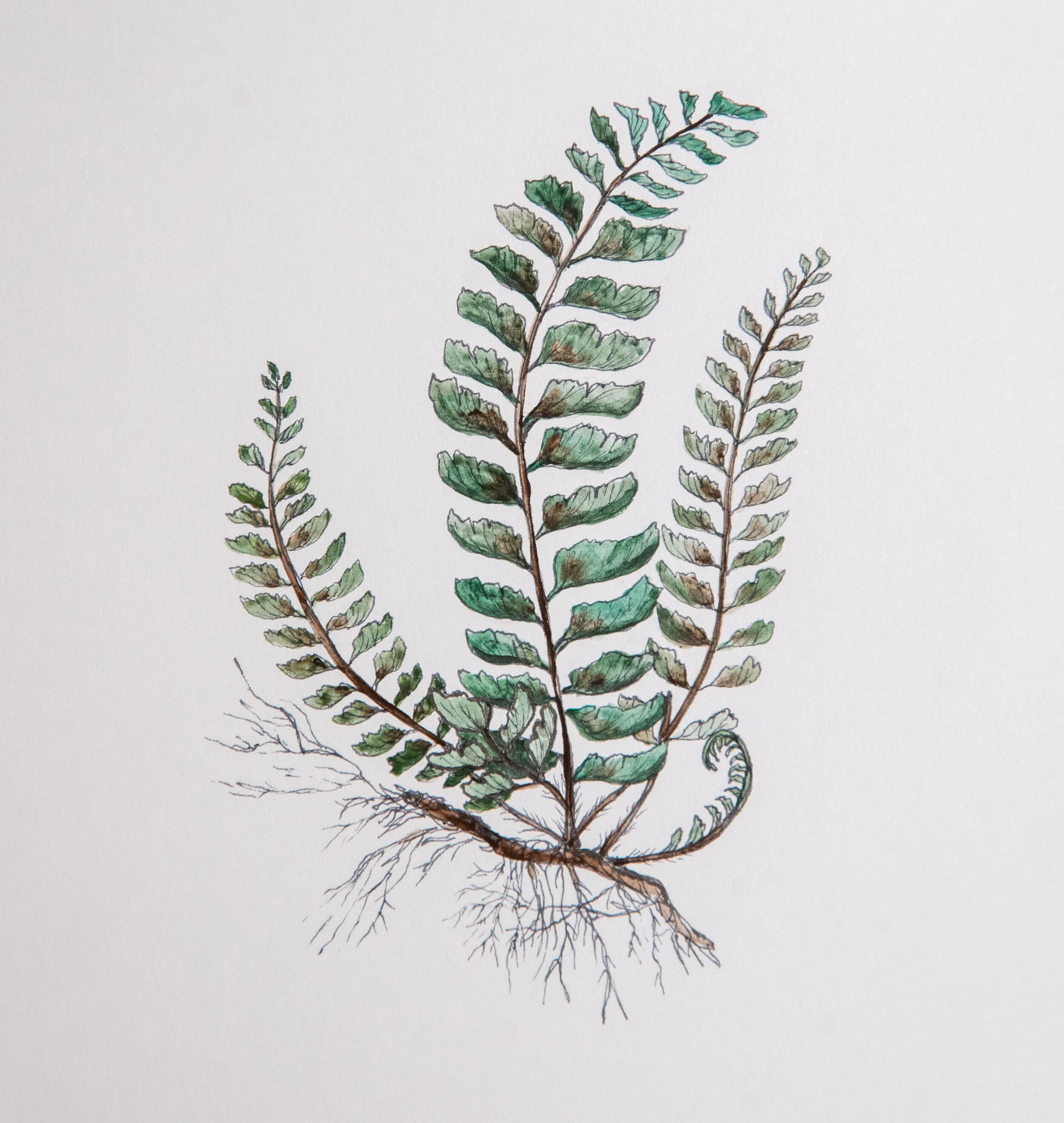 Shop — Erin Joy Art