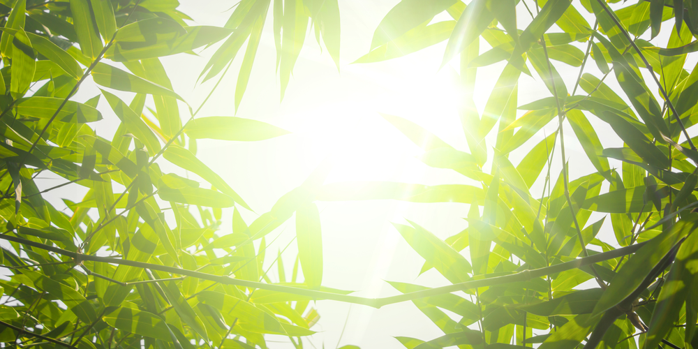 General 6 — Solid Foundation Learning, Inc.