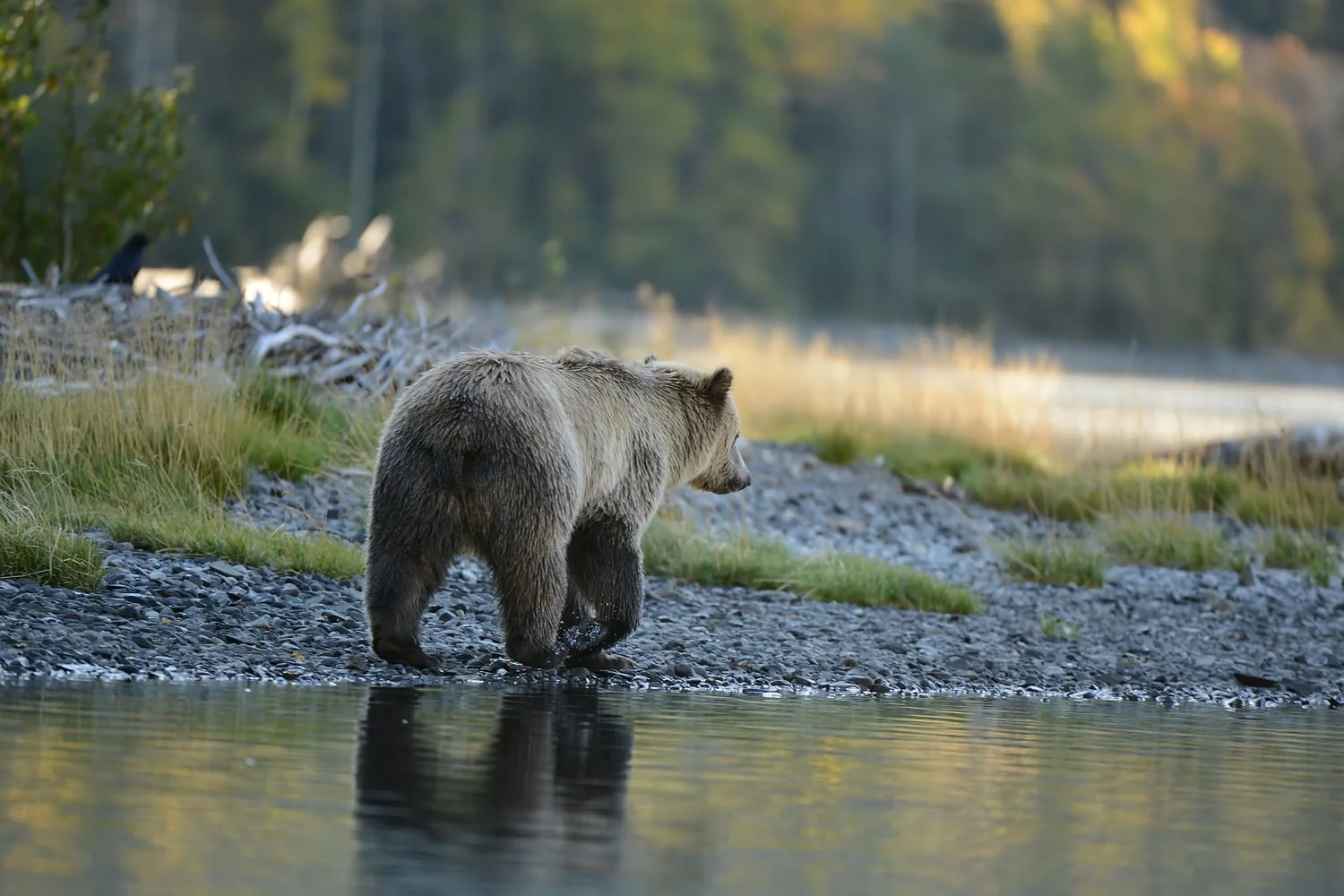 Chilko Lake Experience — Nemiah Valley Lodge