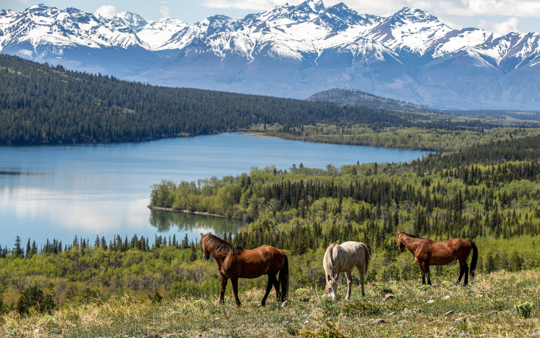 The Wild Horses of BC’s Nemiah Valley — Nemiah Valley Lodge