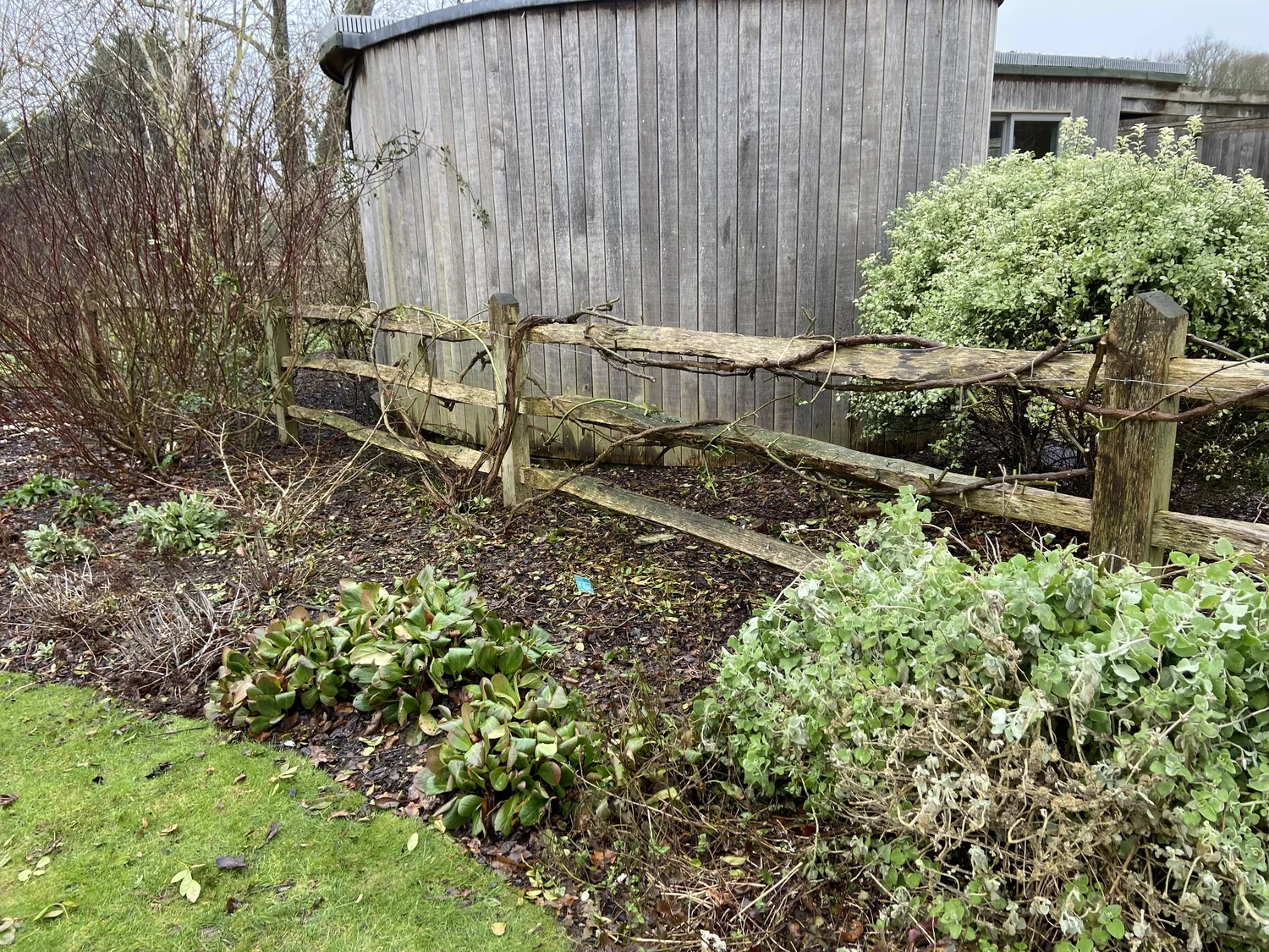 Expert Guide to Pruning Climbing Roses for Healthy Growth & Stunning ...