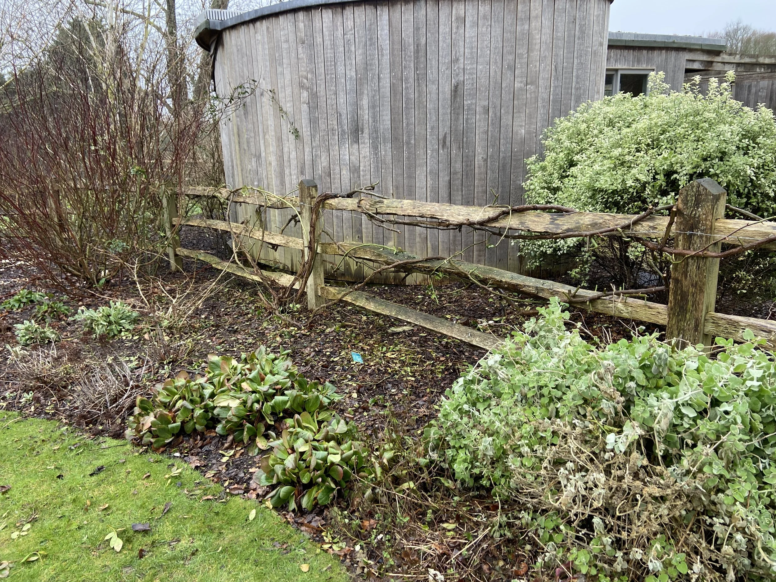 Expert Guide to Pruning Climbing Roses for Healthy Growth & Stunning ...