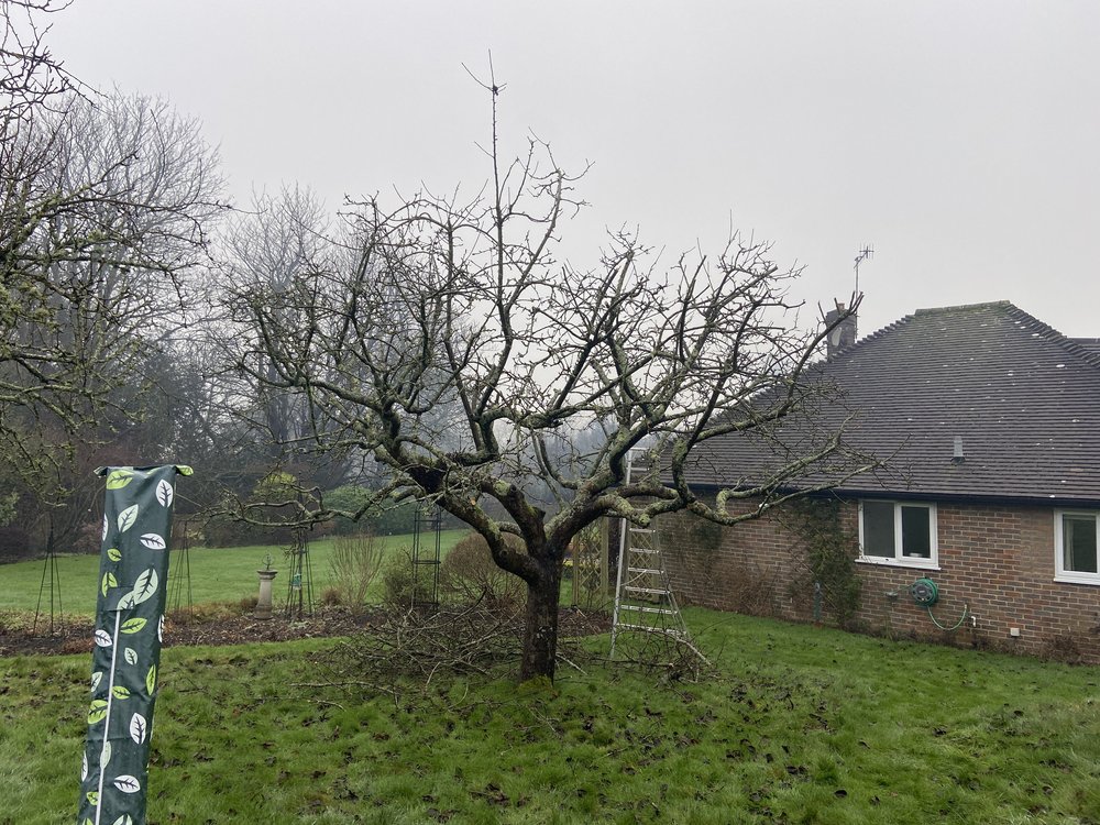 Pruning Apple Trees: Expert Tips for Standard & Wall-Trained Varieties ...