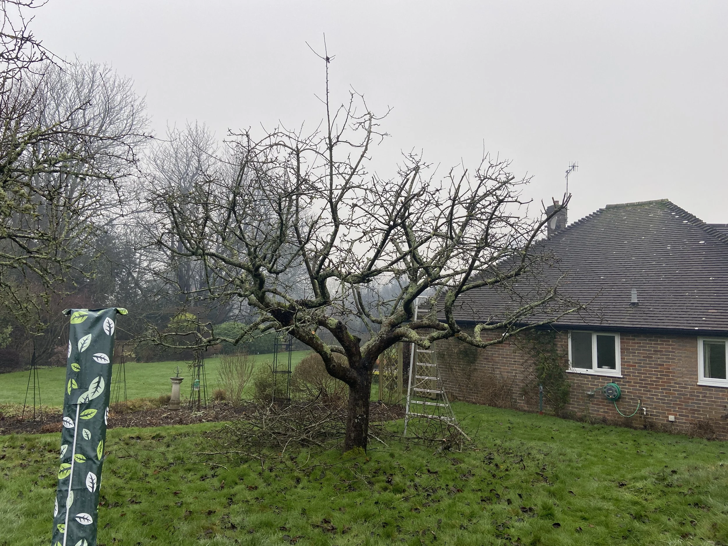 Pruning Apple Trees: Expert Tips for Standard & Wall-Trained Varieties ...