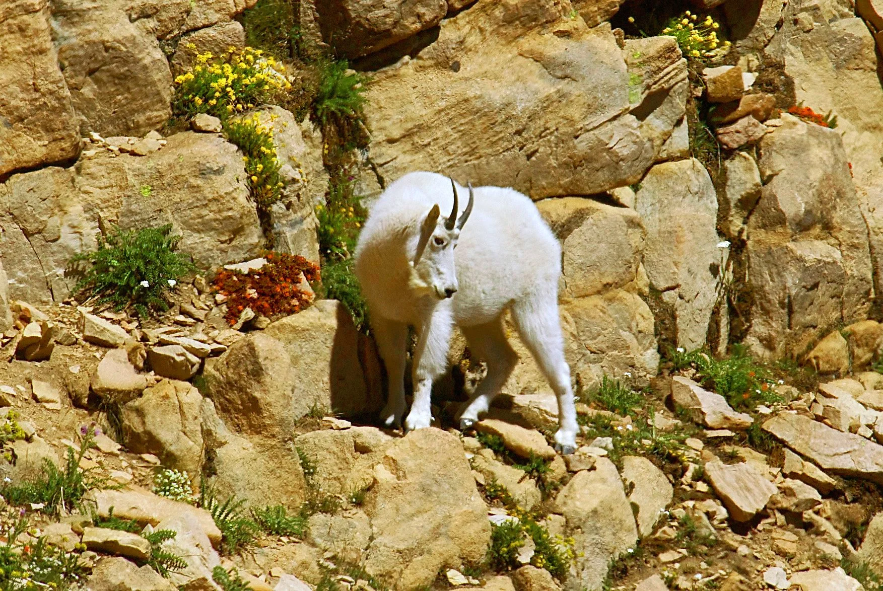 Wildlife - Utah Mountain Goats — Park City Photography | Park City ...