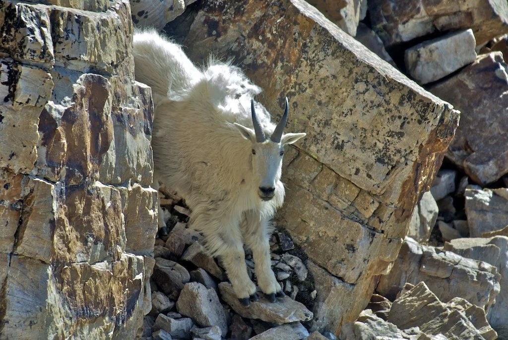 Wildlife - Mountain Goats — Park City Photography | Park City ...