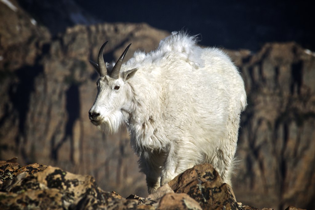 Wildlife - Utah Mountain Goats — Park City Photography | Park City ...