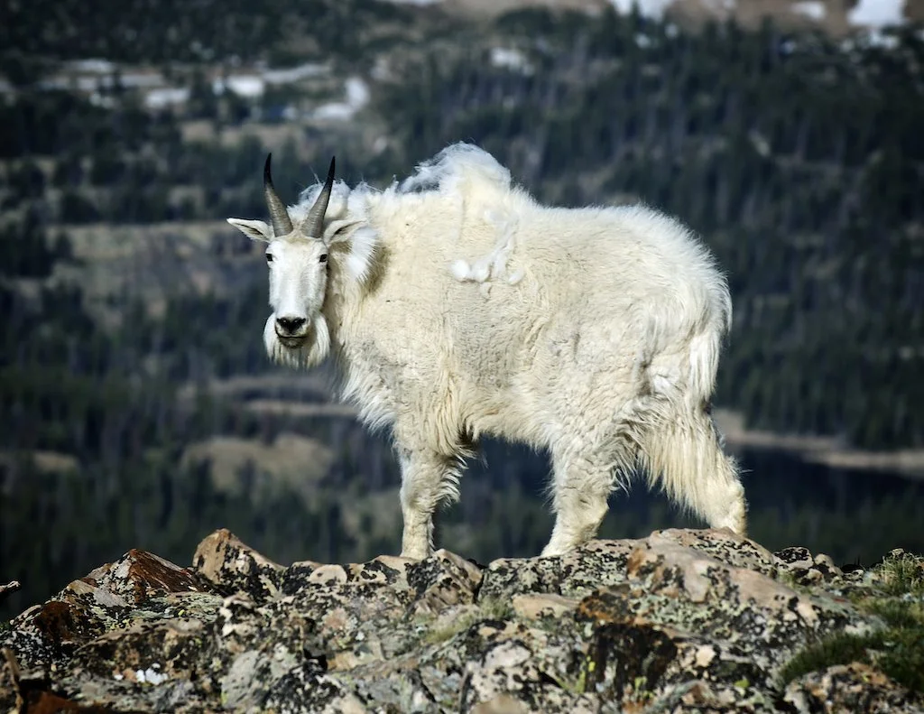 Wildlife - Mountain Goats — Park City Photography | Park City ...