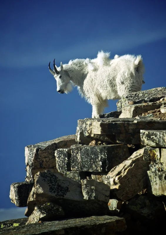 Wildlife - Utah Mountain Goats — Park City Photography | Park City ...