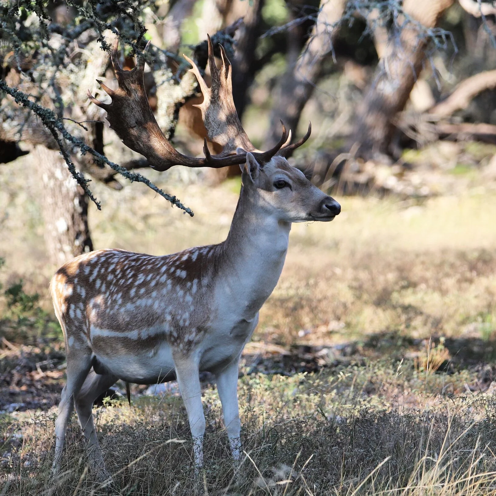 White Exotic Deer In Texas at Angela Babcock blog