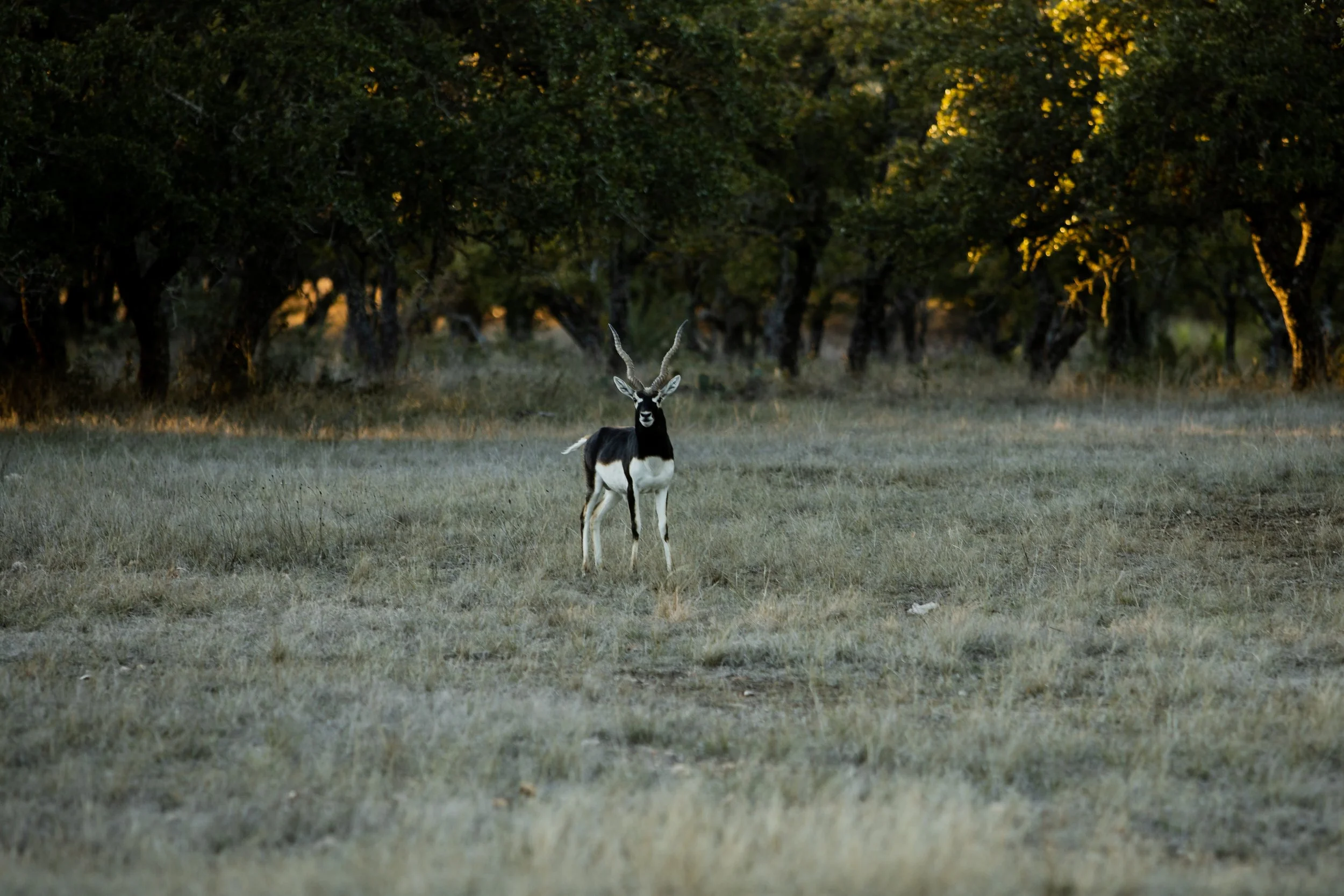 Blackbuck Antelope Doe