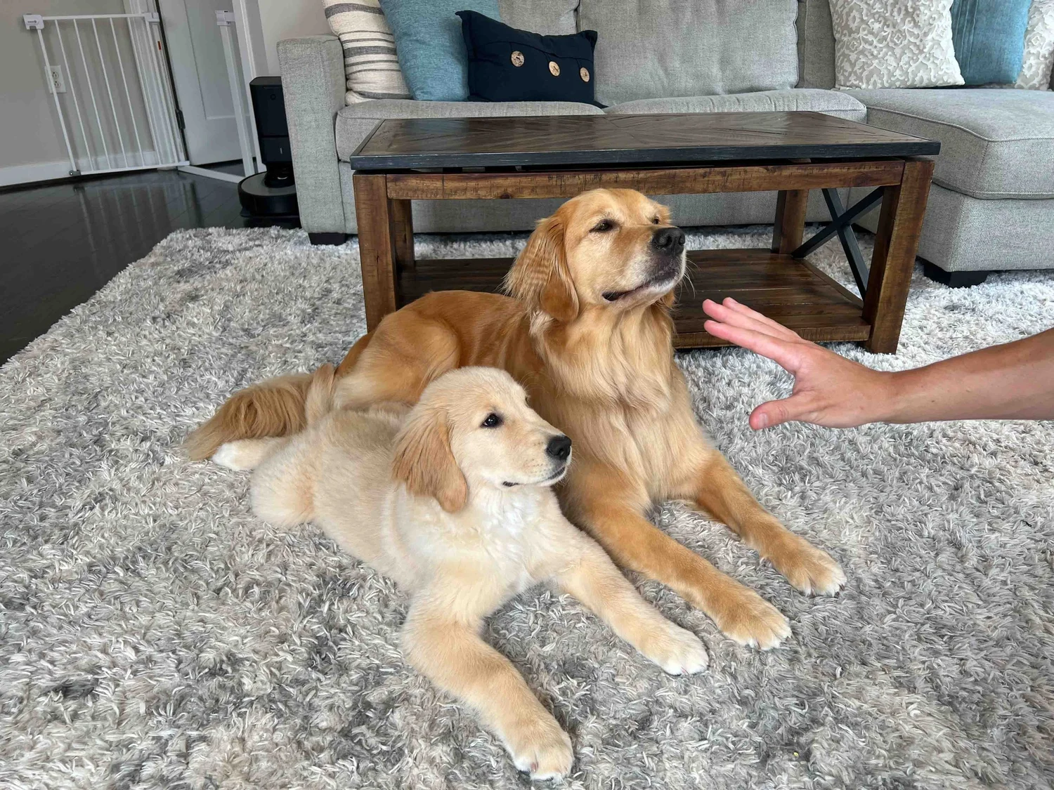 Puppy Training Week 5: Mastering Leave It, Come, Wait, Stay and More ...