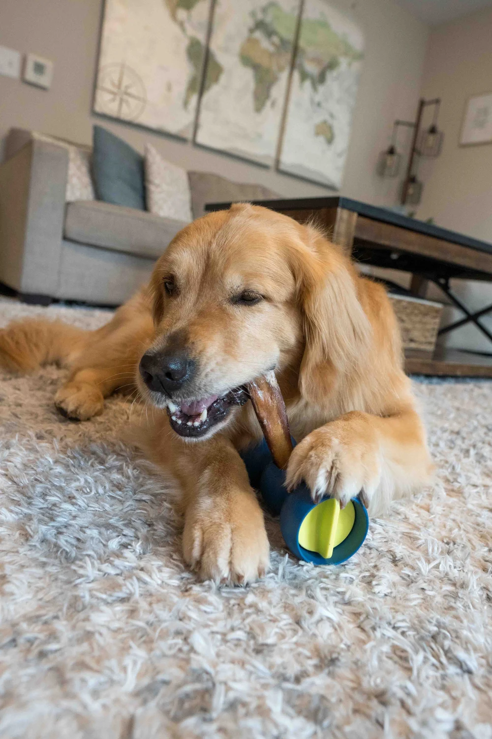 The Benefits of Long-Lasting Chews for Dogs: Collagen Sticks and Bully ...