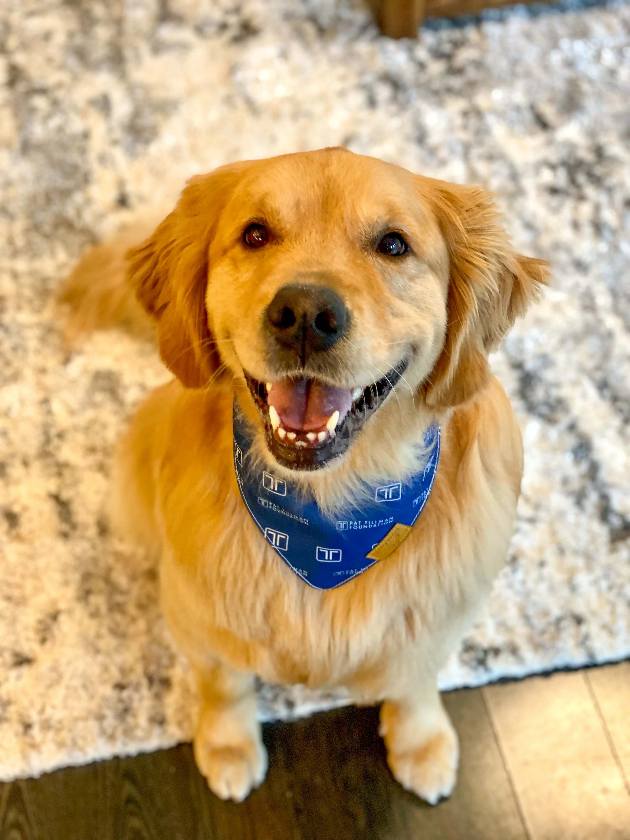 Unleashing the Truth: Do Dogs Actually Smile? — Golden Retriever Life