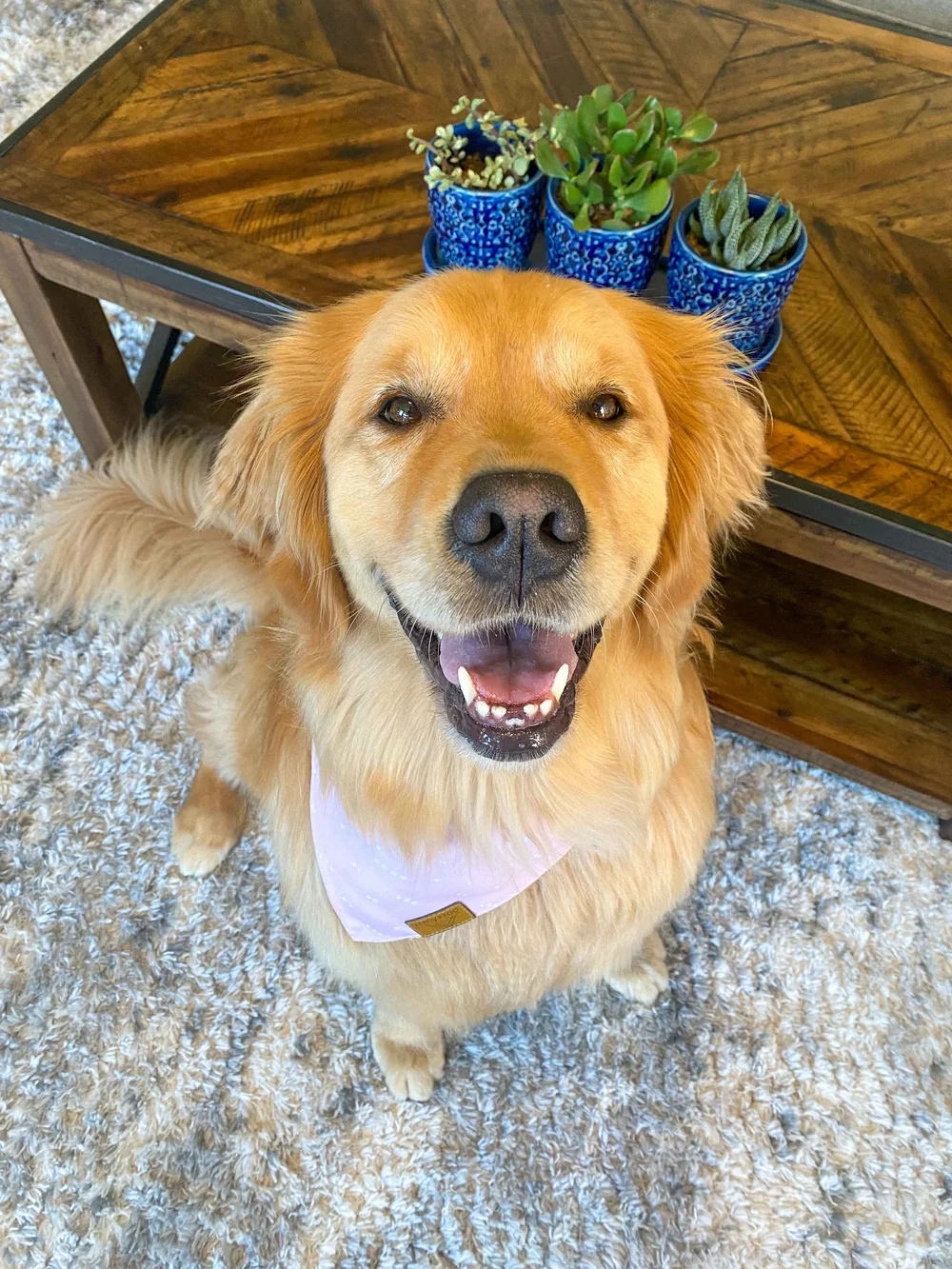 Dog Smile Image