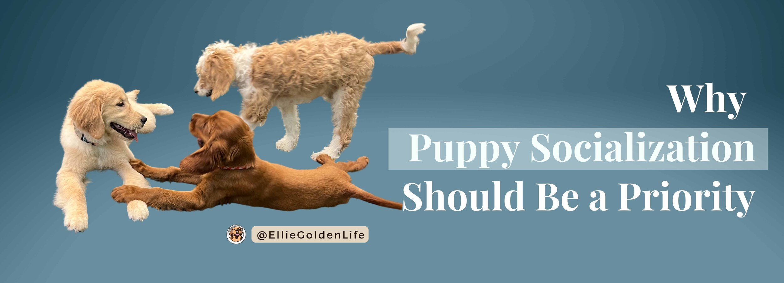 Socializing Your Puppy: A Golden Opportunity for Lifelong Success ...