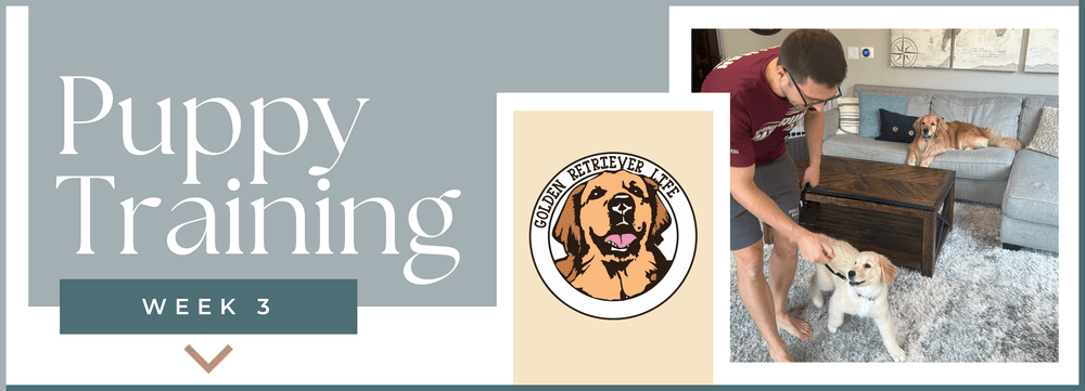 Puppy Training Week 3: Mastering Sit, Down, and Attention in ...