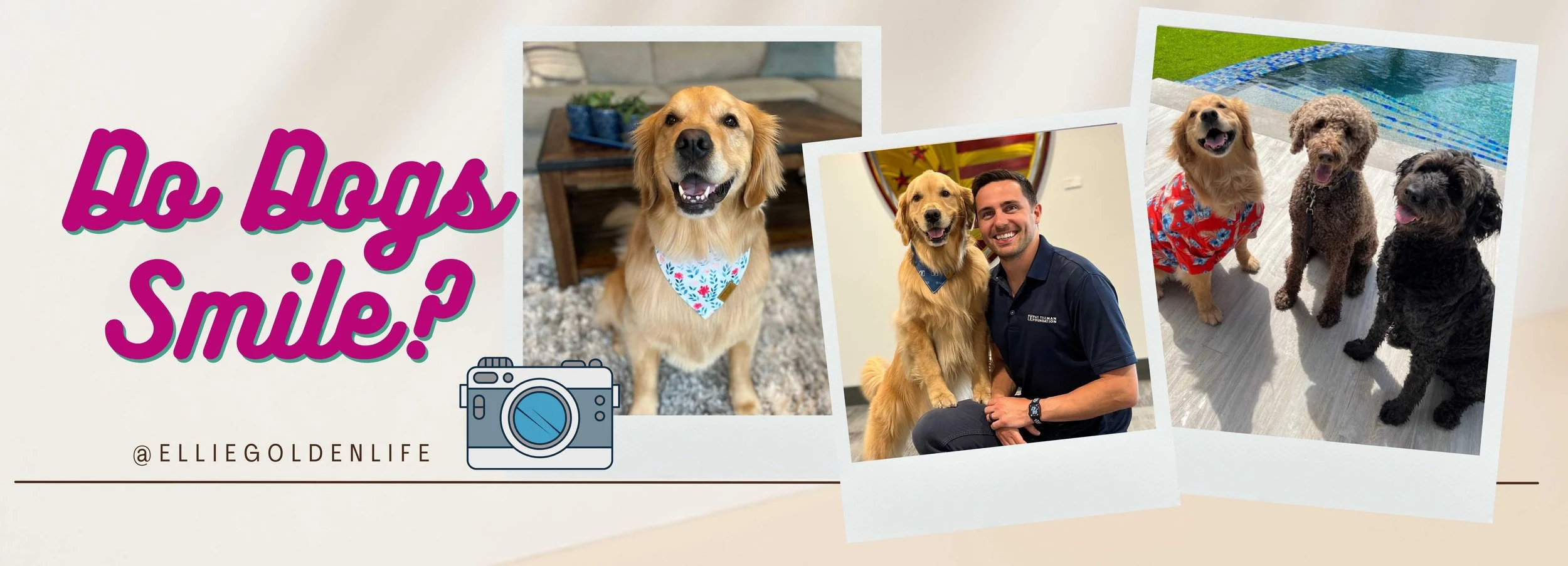 Unleashing the Truth: Do Dogs Actually Smile? — Golden Retriever Life