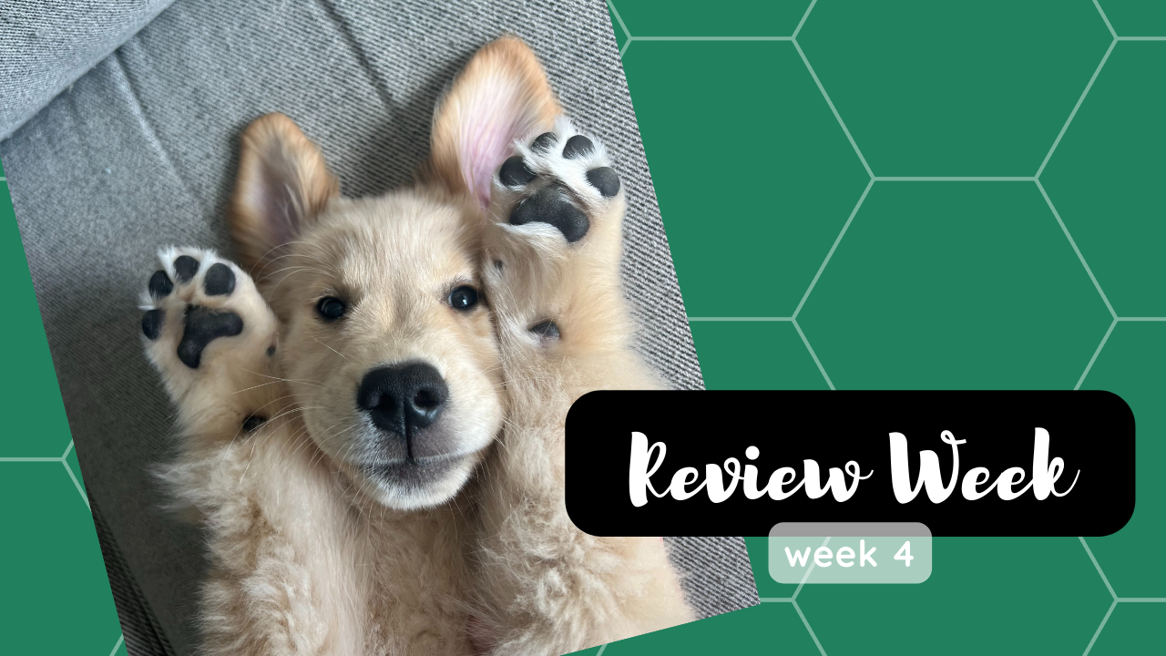 Puppy Training Week 4: Adding Complexity and New Skills — Golden ...