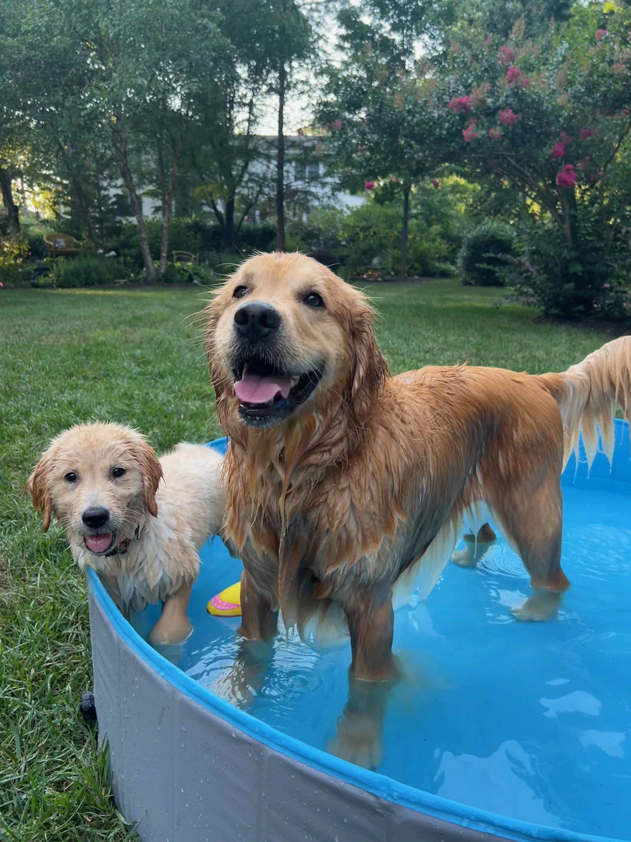 Socializing Your Puppy: A Golden Opportunity for Lifelong Success ...