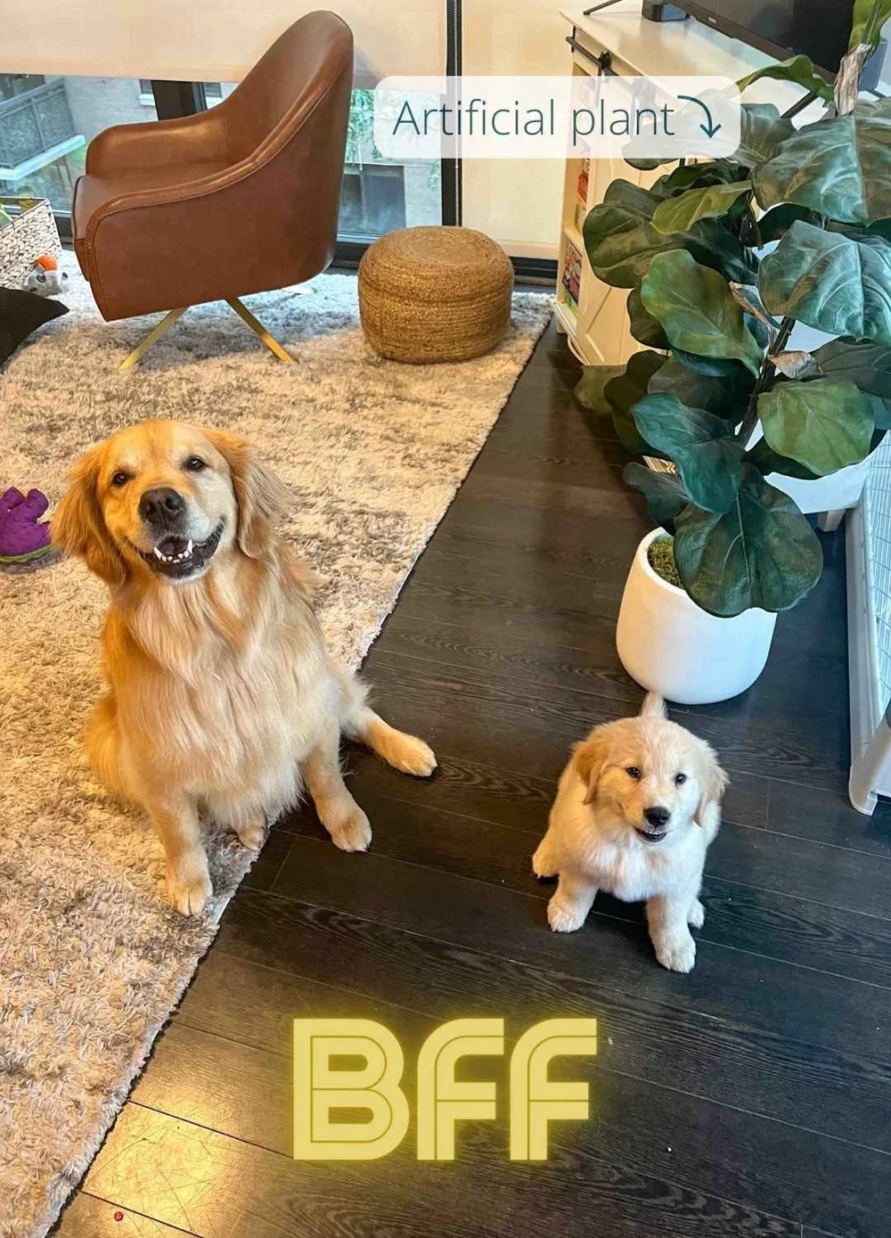 How to Introduce a New Puppy to Your Dog: A 3-Phase Plan for a Smooth ...