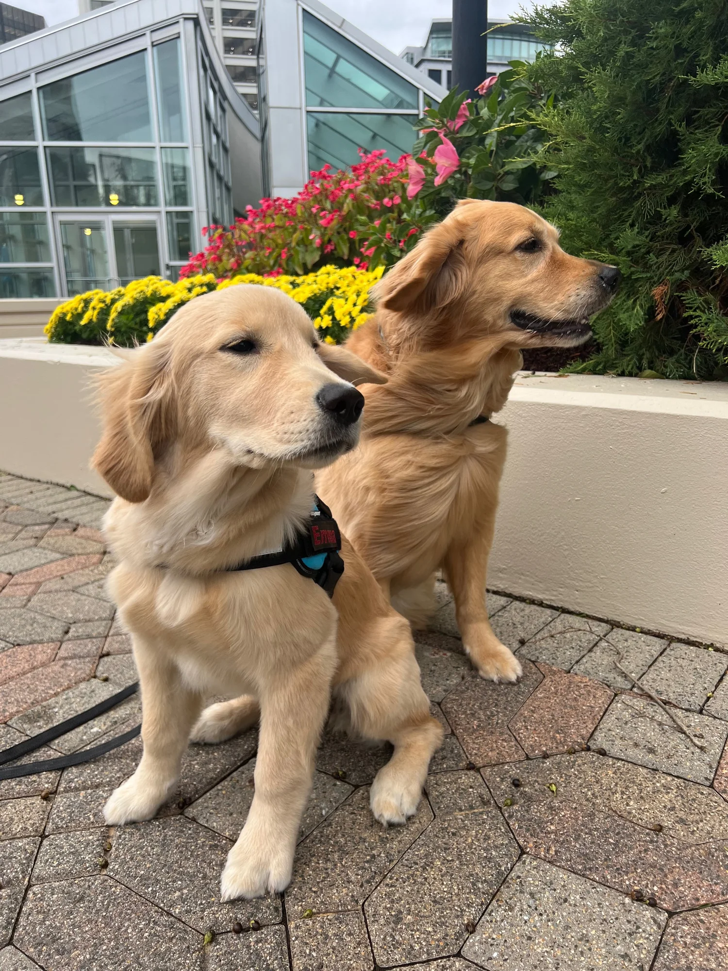 DIY Dog Grooming: Tips and Tricks for Trimming Paws, Brushing, Washing ...