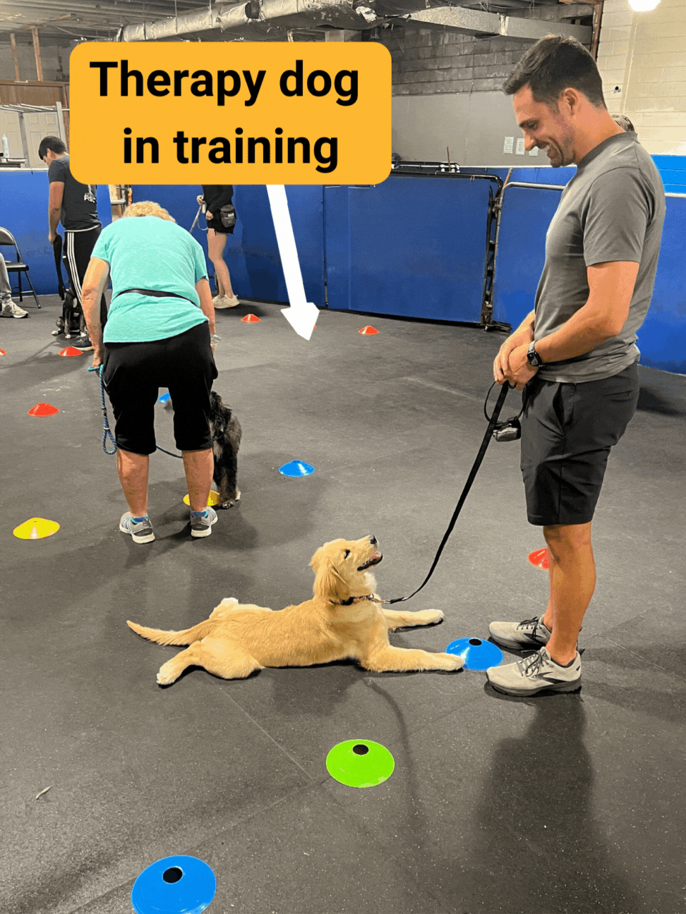 Therapy Dog vs Service Dog: Understanding the Differences and Benefits ...