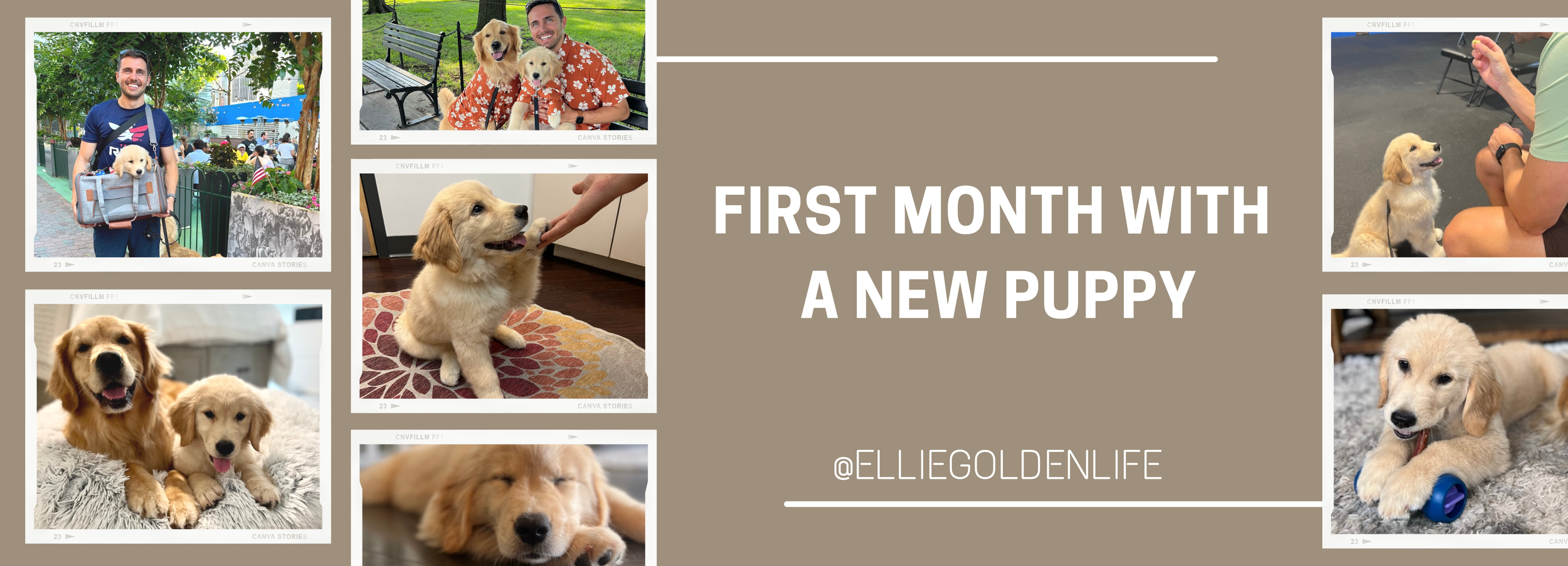 First Month with a New Puppy: Our Top Recommendations, Training Tips ...