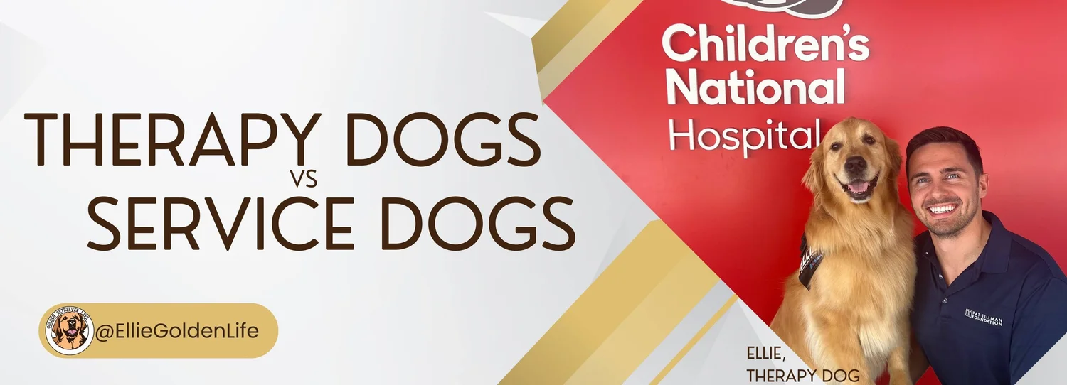 Therapy Dog vs Service Dog: Understanding the Differences and Benefits ...