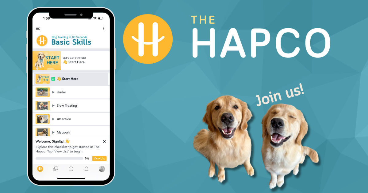 Caring for Your Dog in Heat: Frequently Asked Questions — Golden Retriever Life