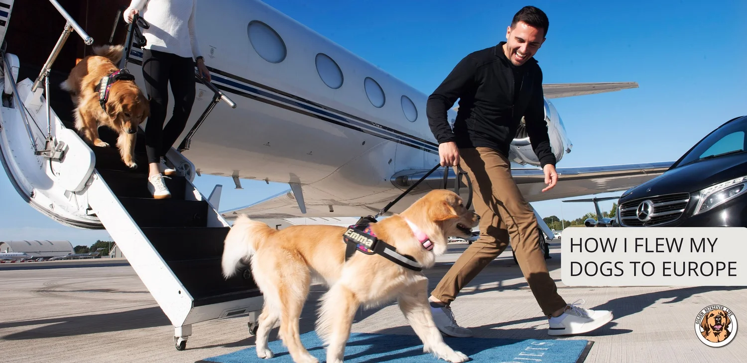 How I Flew My Dogs to Europe — Golden Retriever Life