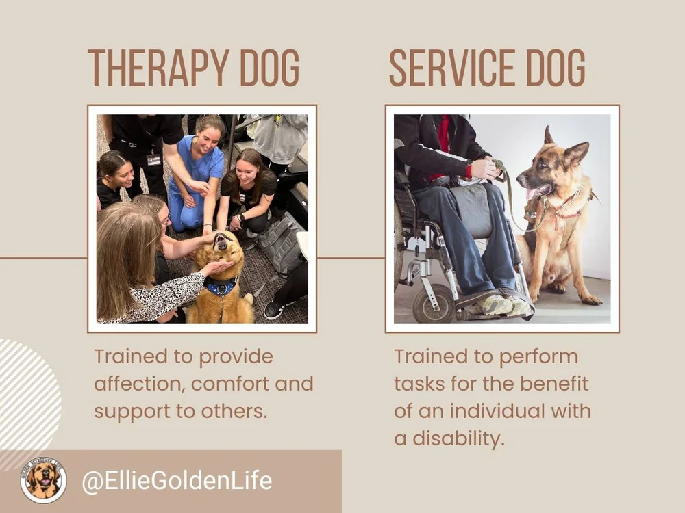 Therapy Dog vs Service Dog: Understanding the Differences and Benefits — Golden Retriever Life