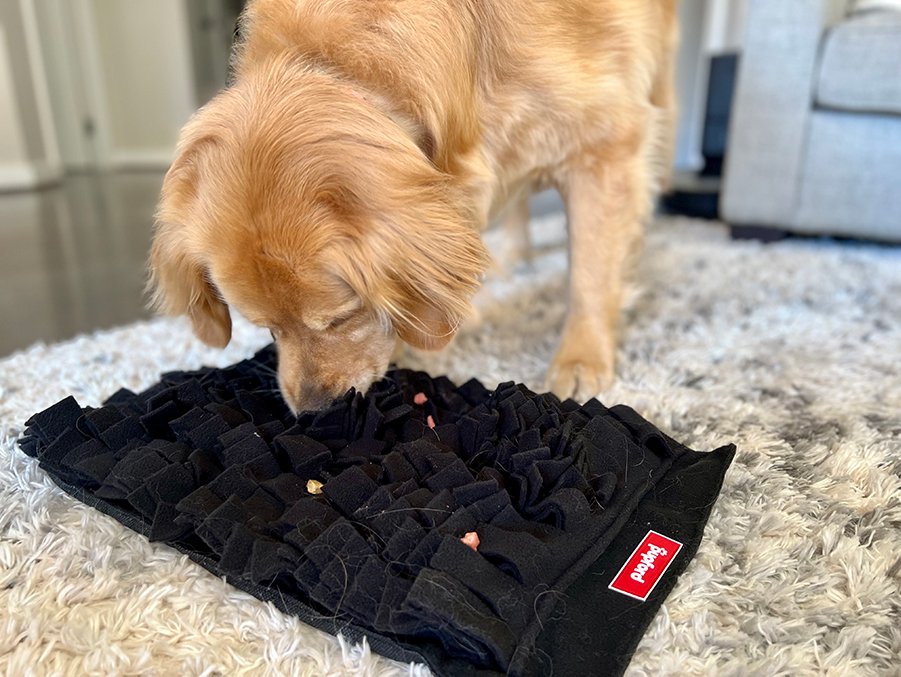 What are Dog Enrichment Toys? — Golden Retriever Life