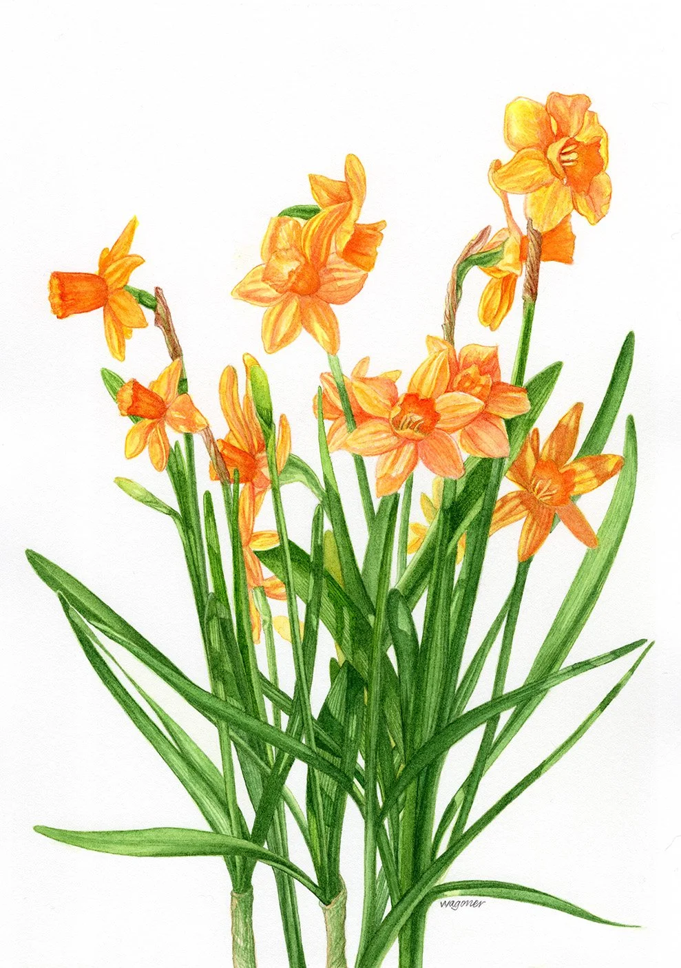 Mini Daffodils — Bonny Wagoner Artist Illustrator