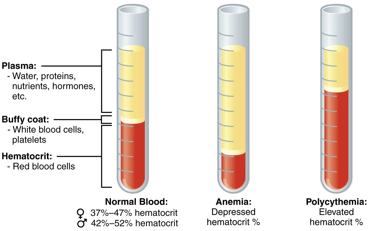 Immune System Blood Test Dr Karen Tedeschi Decatur Chiropractor