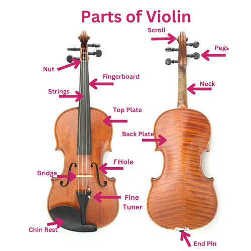Violin Anatomy: Understanding Parts and Function of Violin