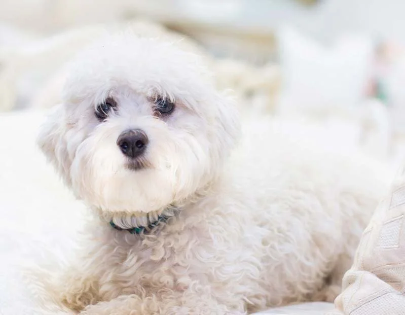 About us — Debi Davis Interior Design