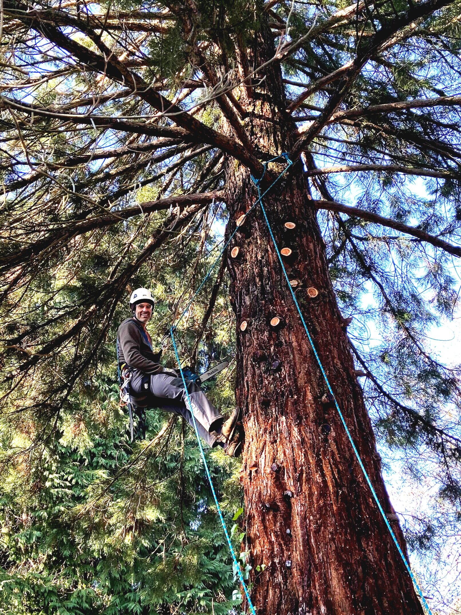 Confluence Tree Care