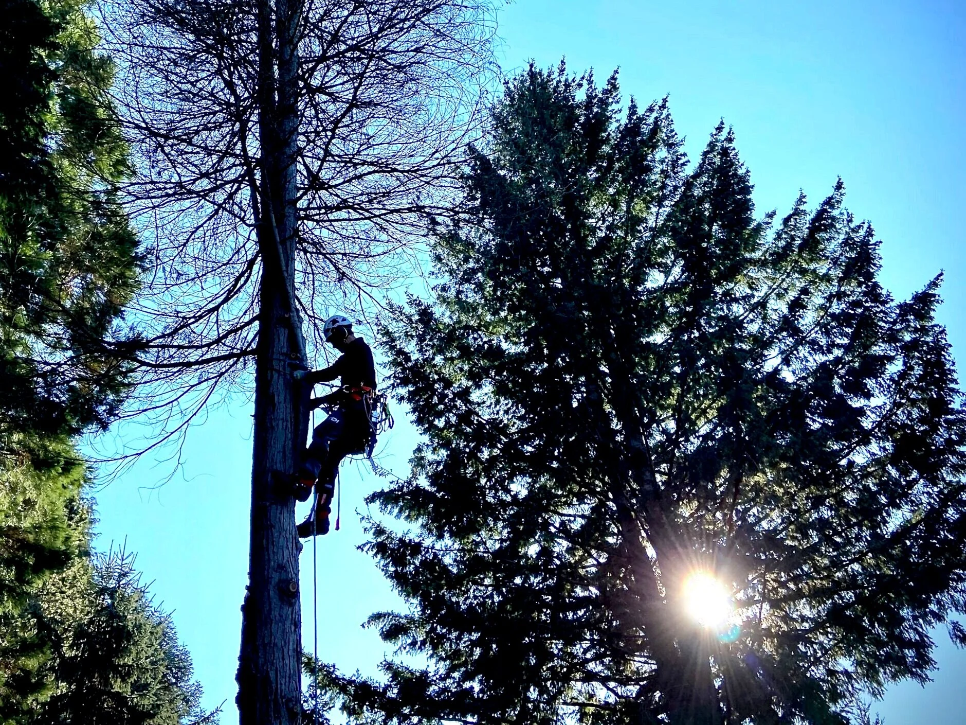 Confluence Tree Care