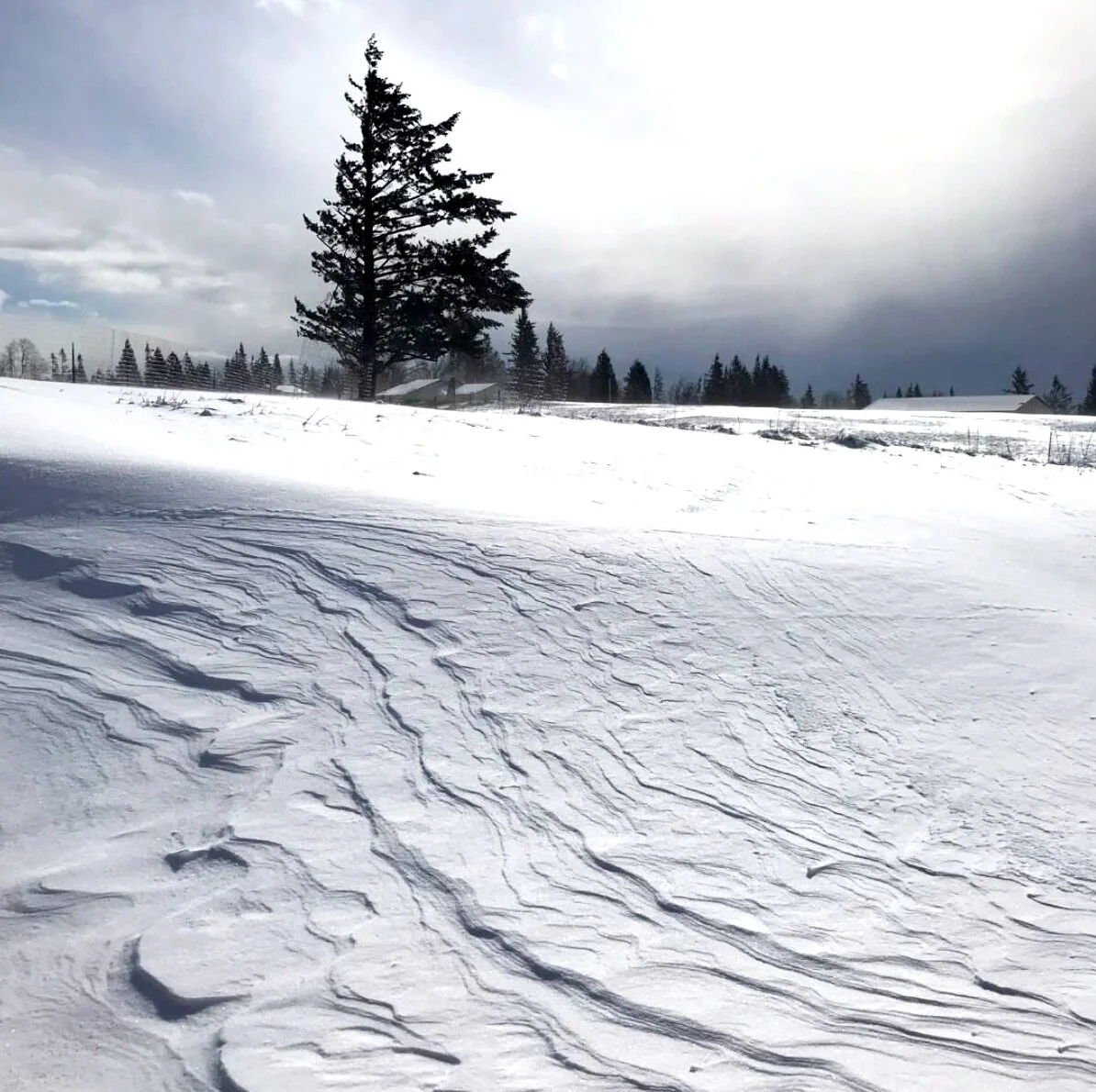 Confluence Tree Care