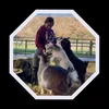FARM EXPERIENCES — FARM STOP