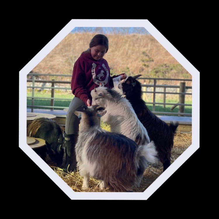 FARM EXPERIENCES — FARM STOP