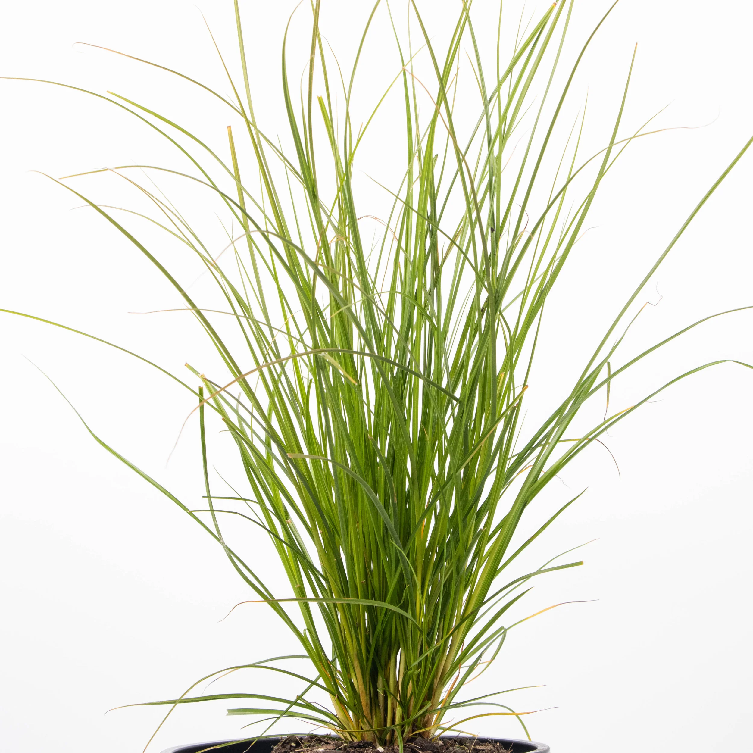 Wetland Shallow — Kauri Park — Plant Library