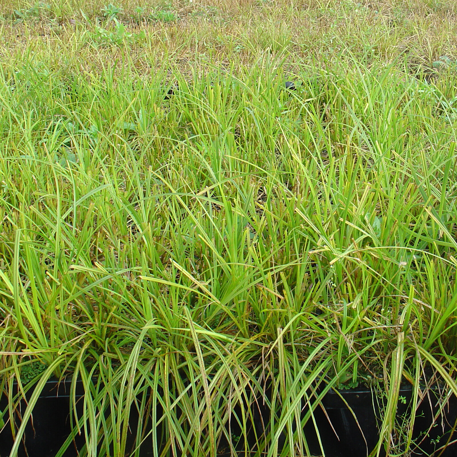 Carex geminata — Kauri Park