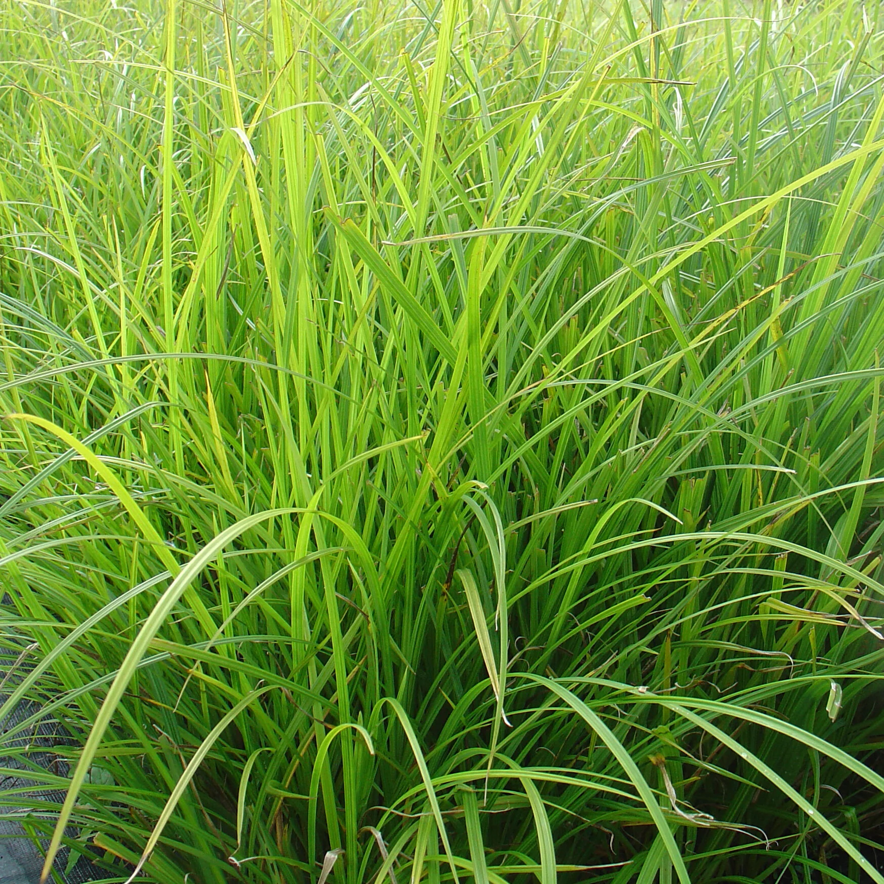 Carex geminata — Kauri Park