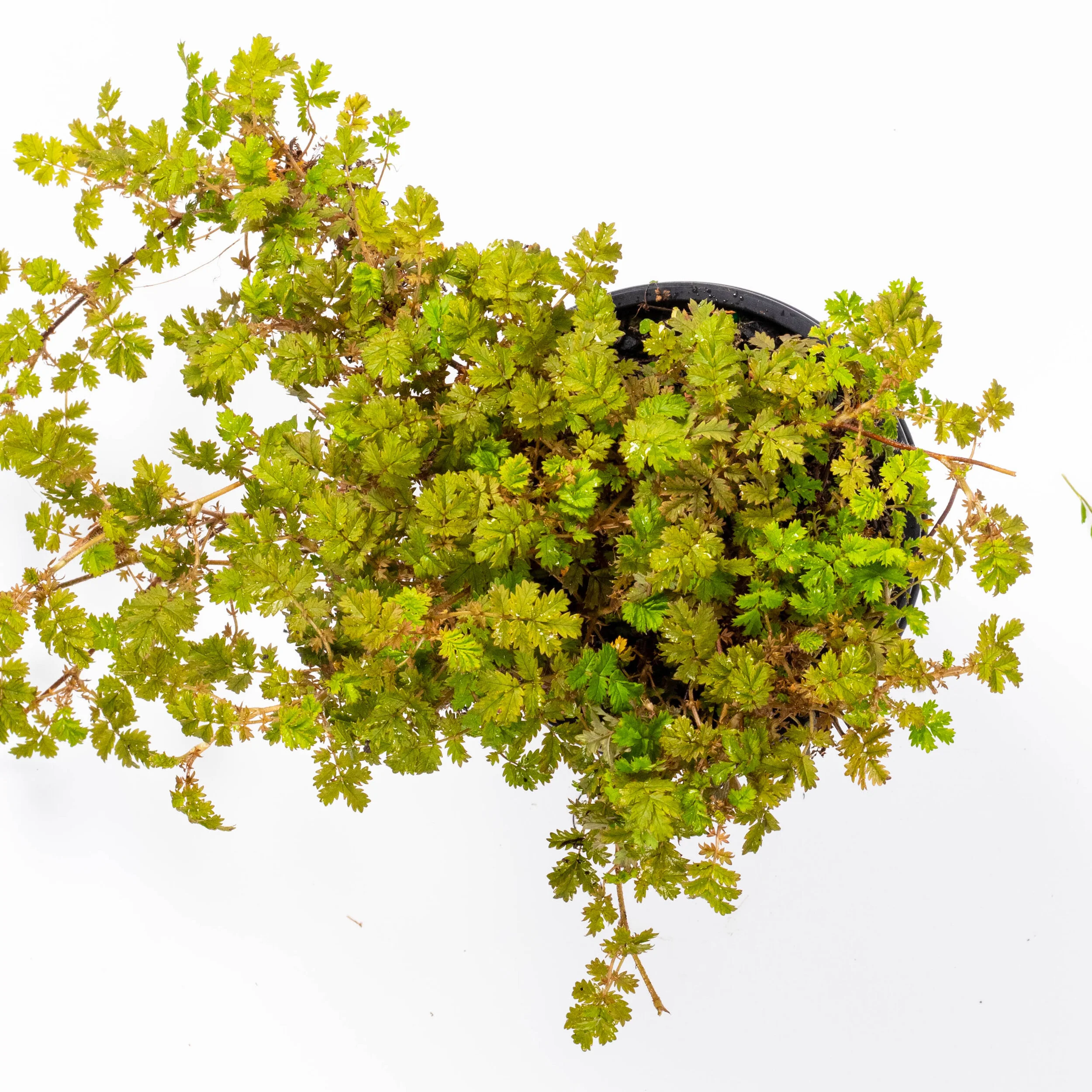 Acaena novae-zelandiae — Kauri Park