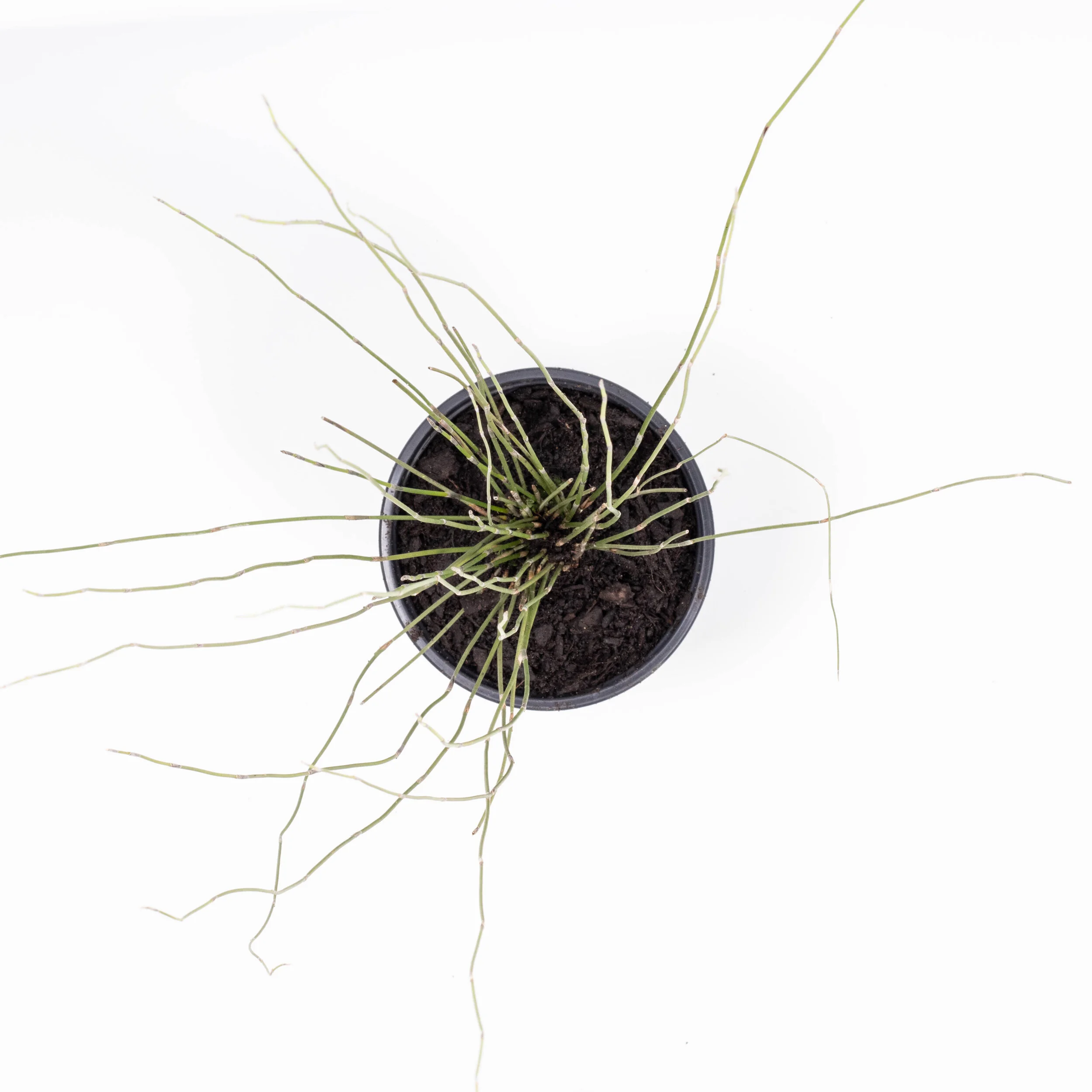 Apodasmia similis — Kauri Park