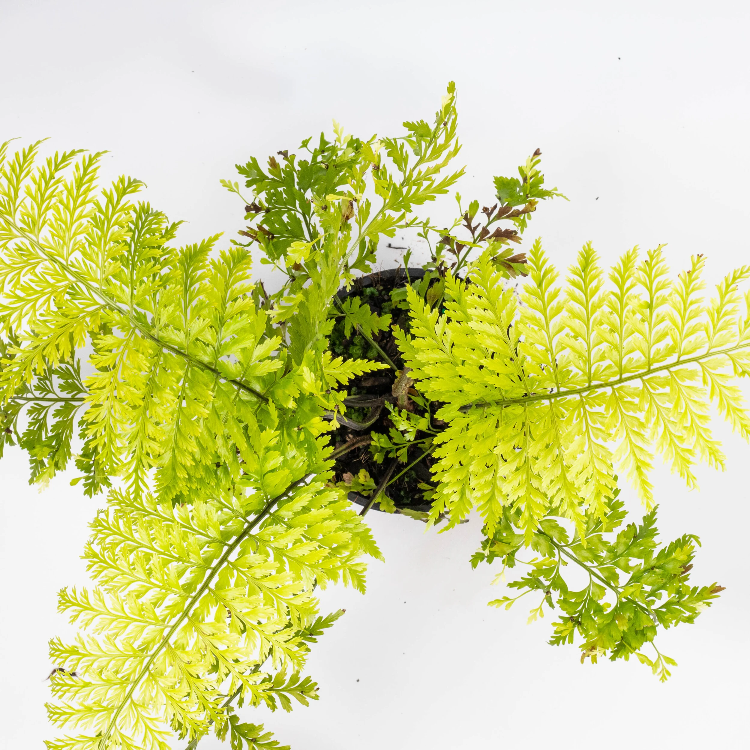 Asplenium bulbiferum — Kauri Park