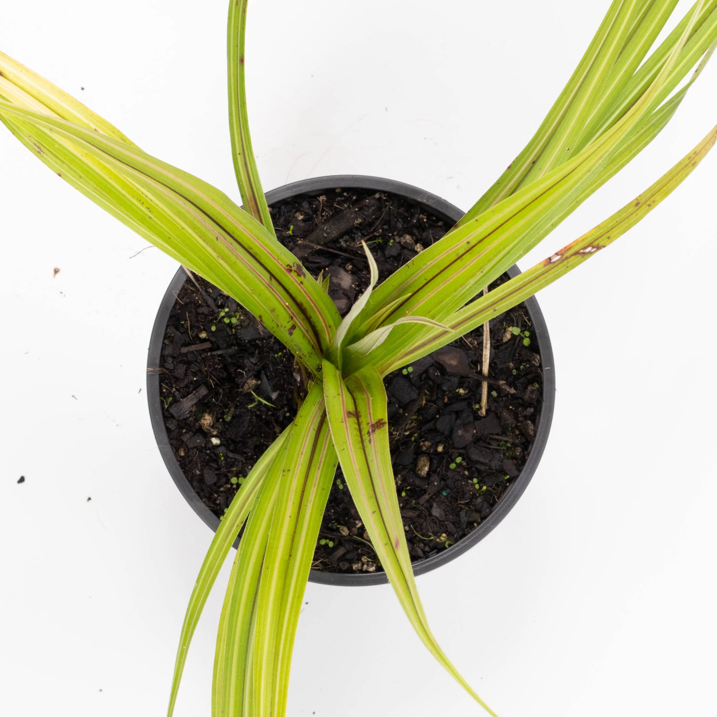 Astelia fragrans — Kauri Park